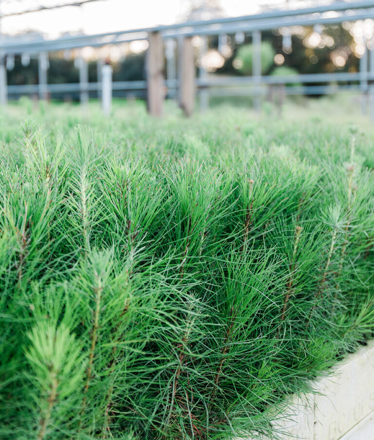 Loblolly and Longleaf Seedlings